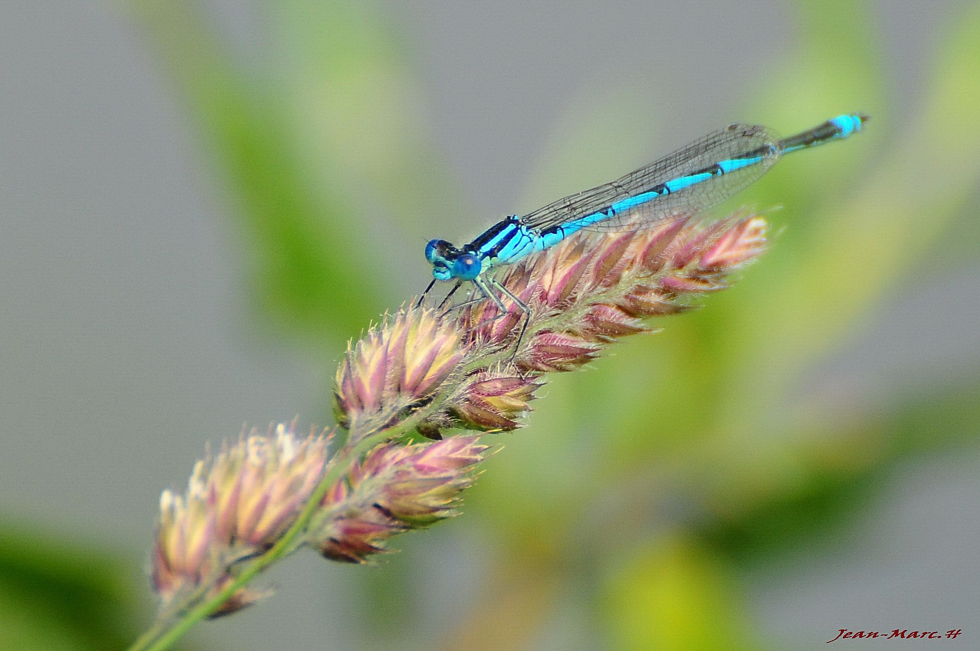 Agrion jouvencelle